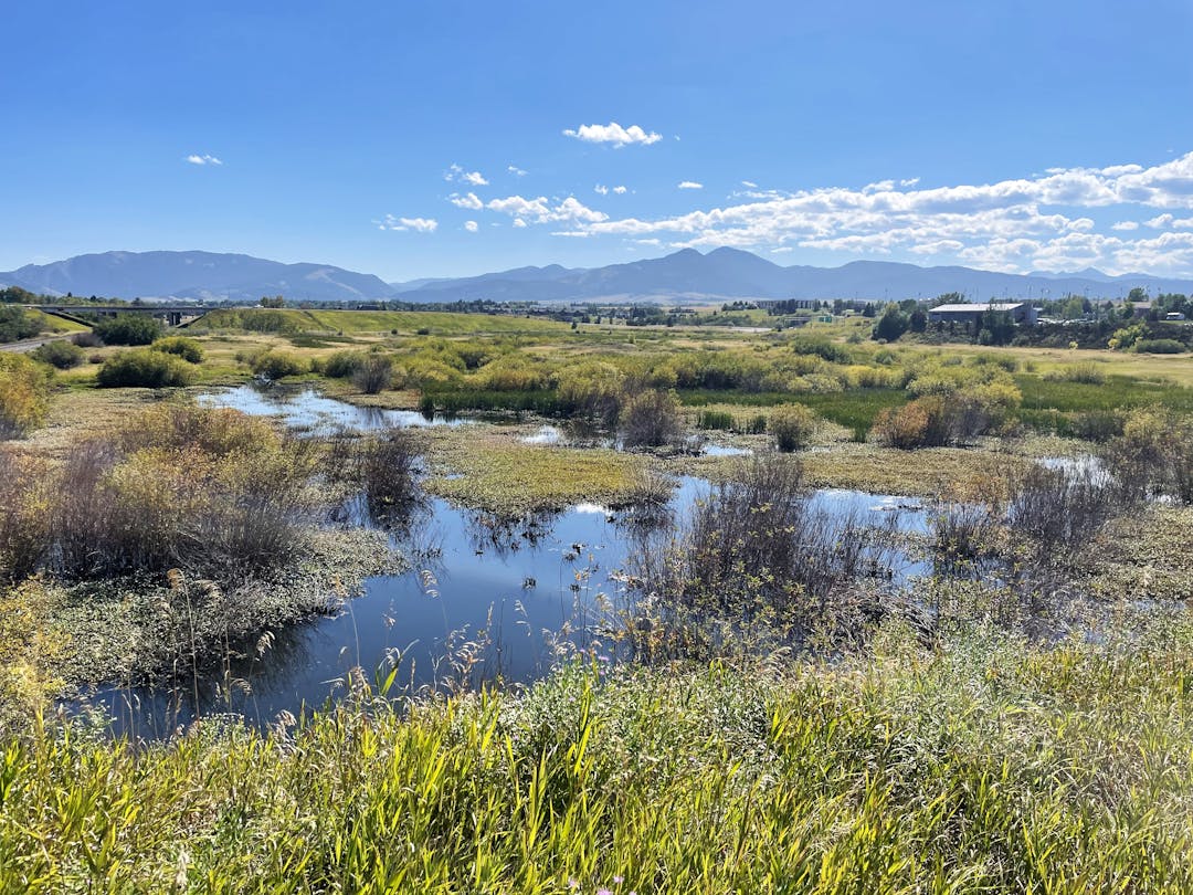 Wetland Code Update | Engage Bozeman