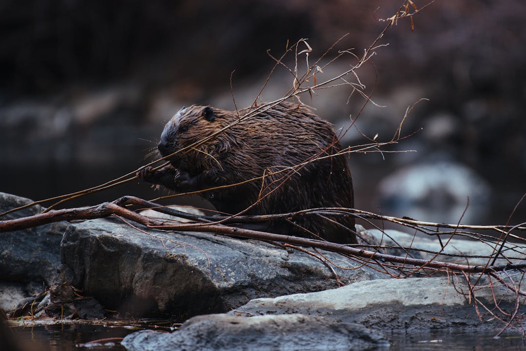 Beaver Conservation and Management Strategy | Engage CPW
