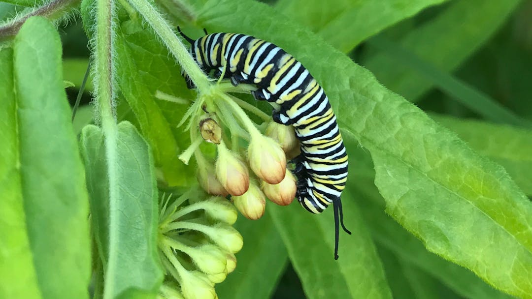 Monarch & Pollinator Awareness | Minnetonka Matters