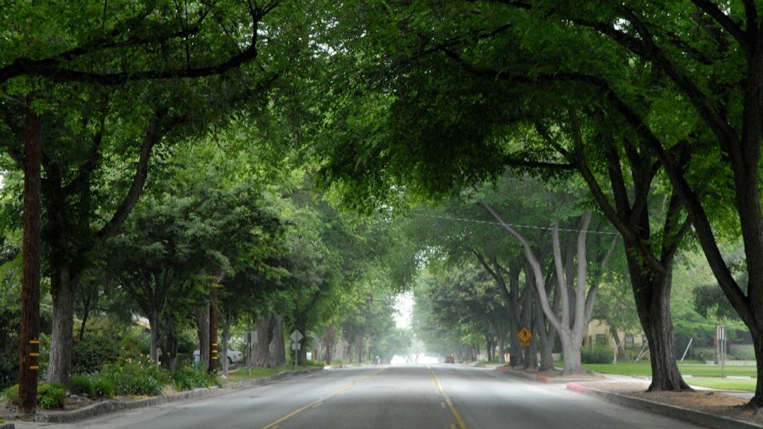 Tree Policies and Guidelines Update | Engage Claremont