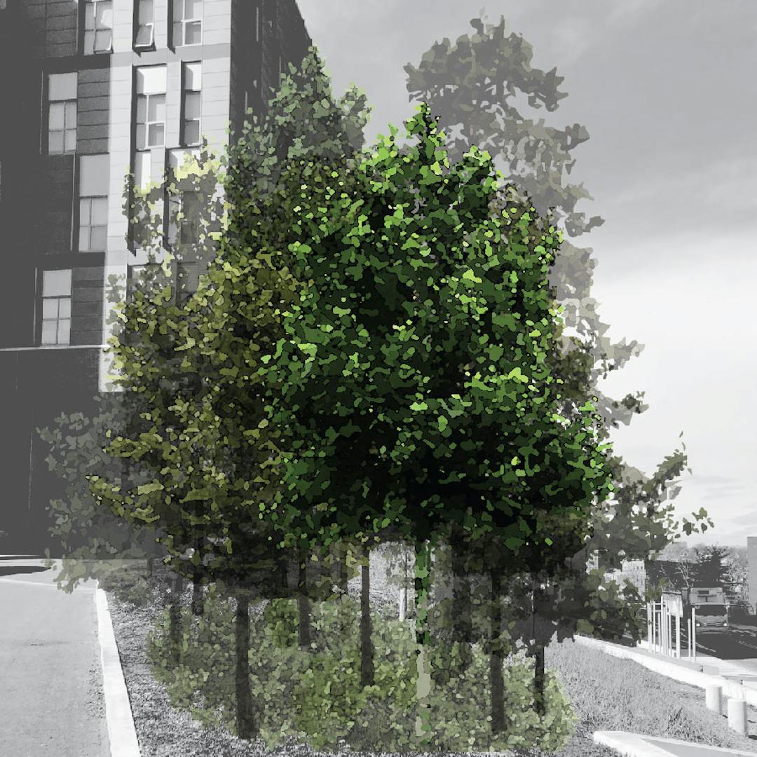 Urban Micro-Forest (Miyawaki) | SomerVoice